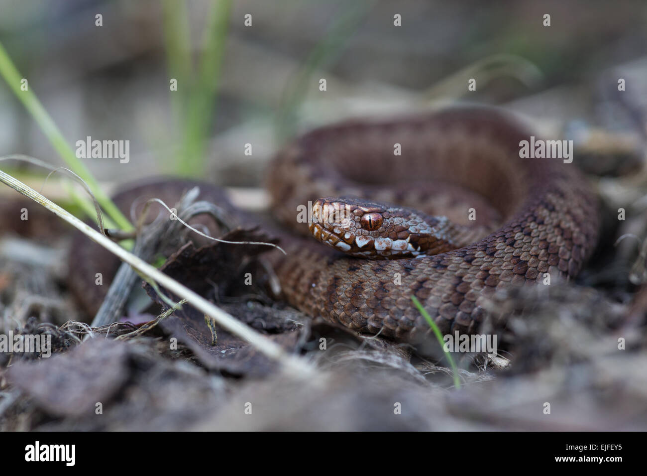 Viper baby Banque de photographies et d’images à haute résolution - Alamy