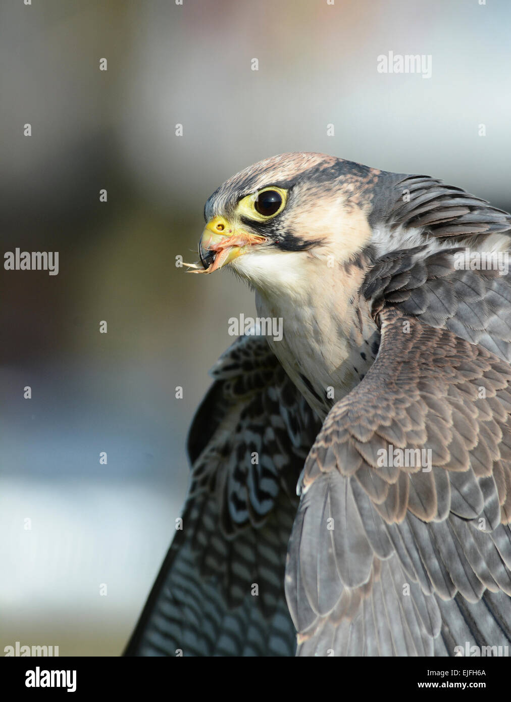 Lanier faucon falco biarmicus Banque de photographies et d’images à ...