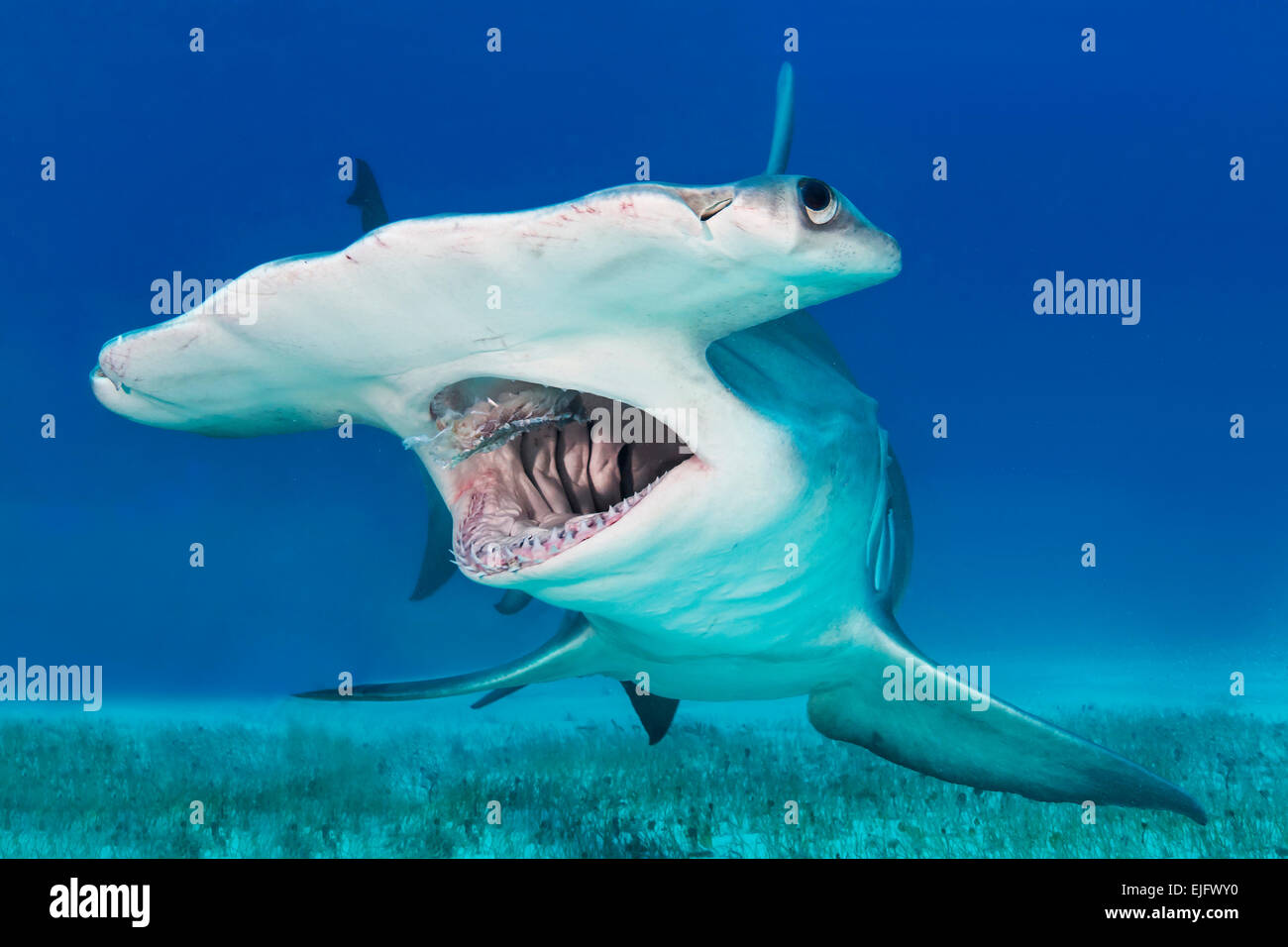 Grand requin marteau (Sphyrna mokarran) Bimini, Bahamas Photo Stock - Alamy