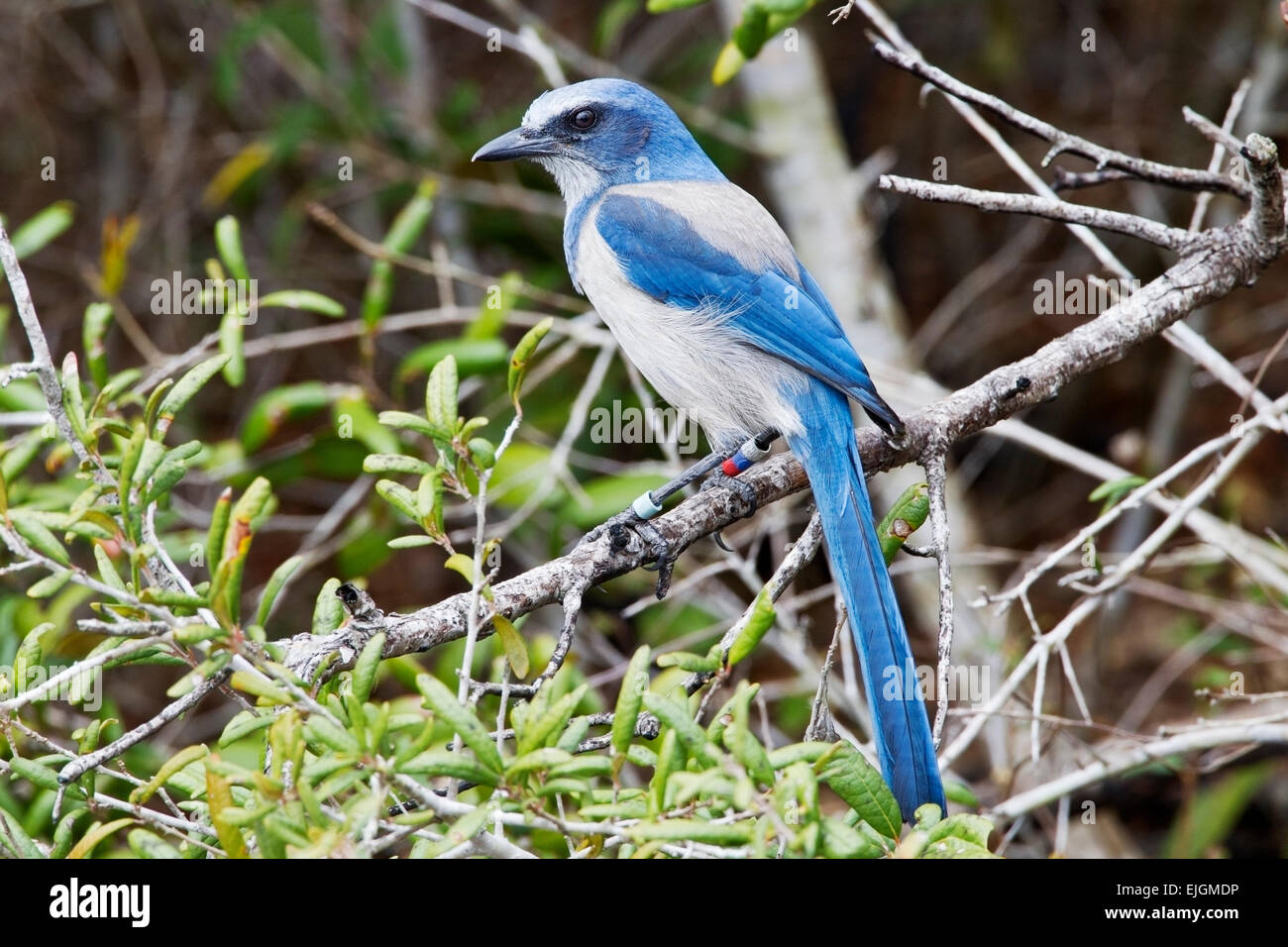 Aphelocoma coerulescens Banque de photographies et d’images à haute ...