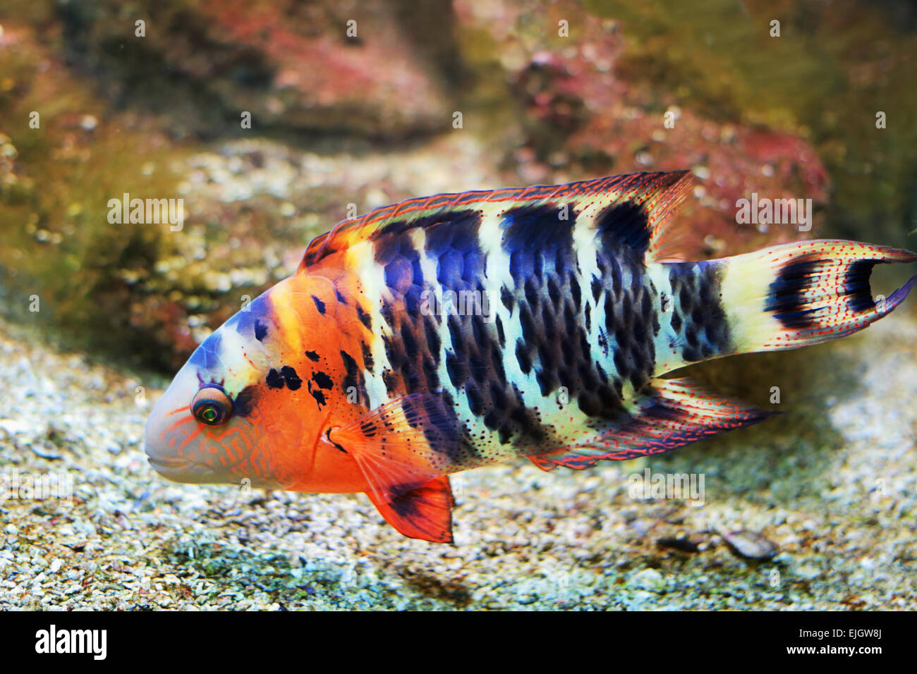 Poissons colorés mer Banque de photographies et d’images à haute ...