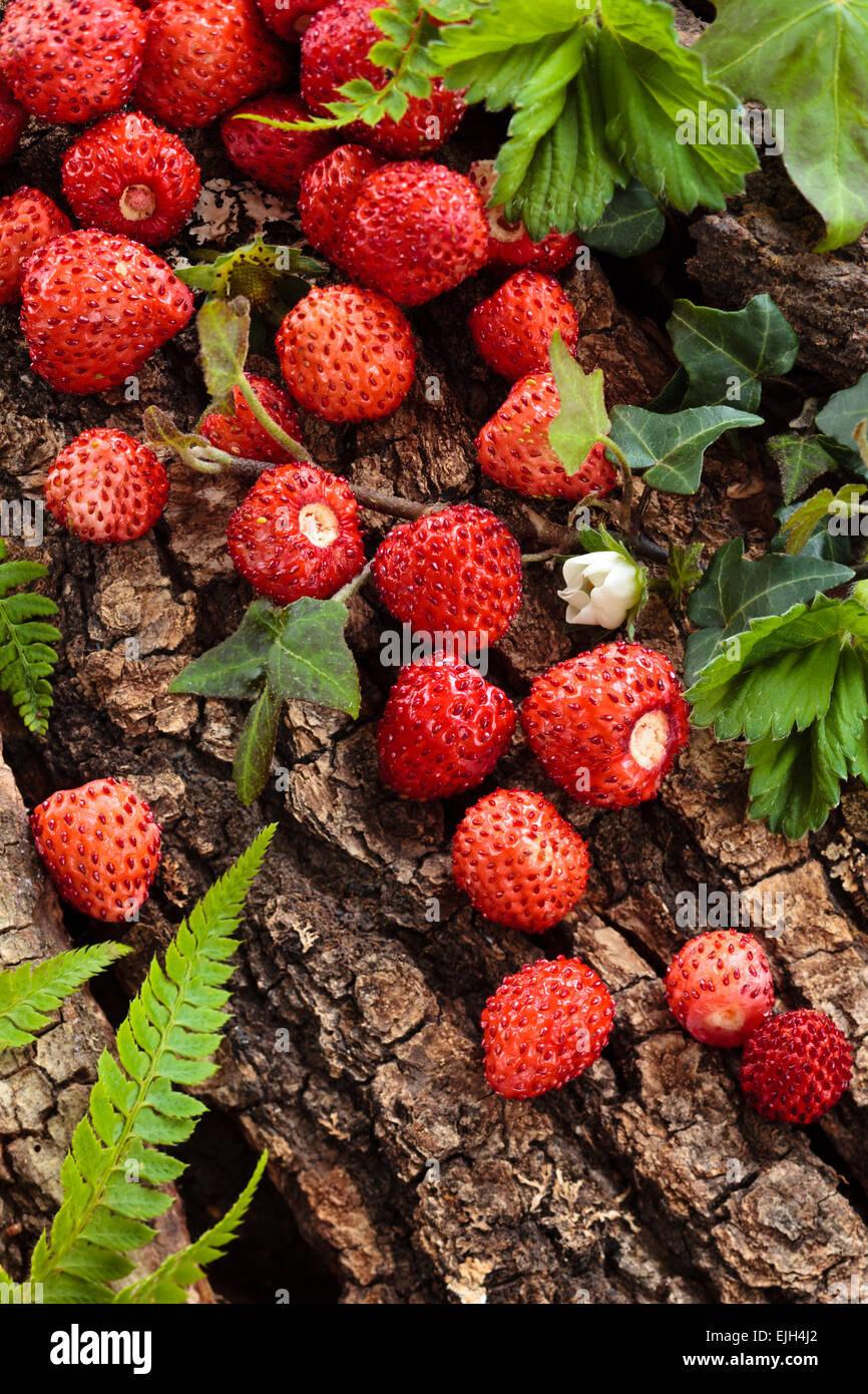 Nature morte aux fraises des bois Banque de photographies et d’images à ...
