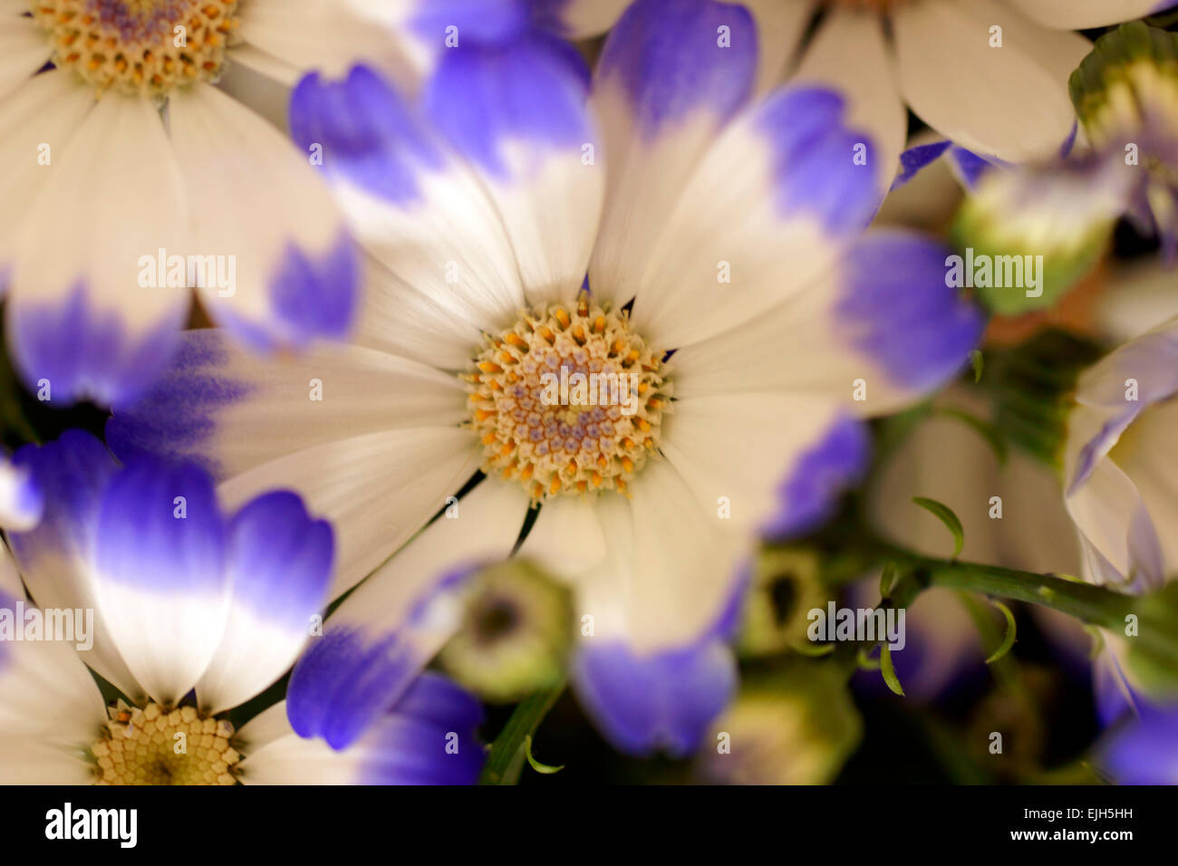 Cineraria senecio cruentus Banque de photographies et d’images à haute ...