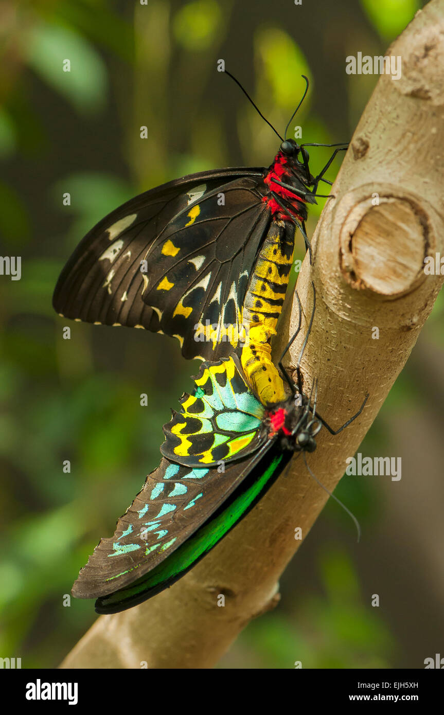 Cooktown birdwing Banque de photographies et d’images à haute ...