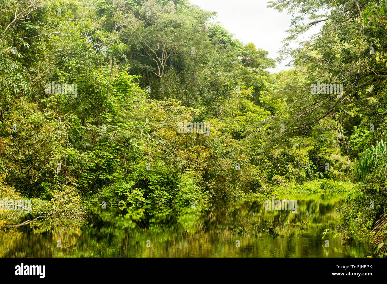 La végétation typique de l'Amazonie équatorienne Jungle primaire Photo ...