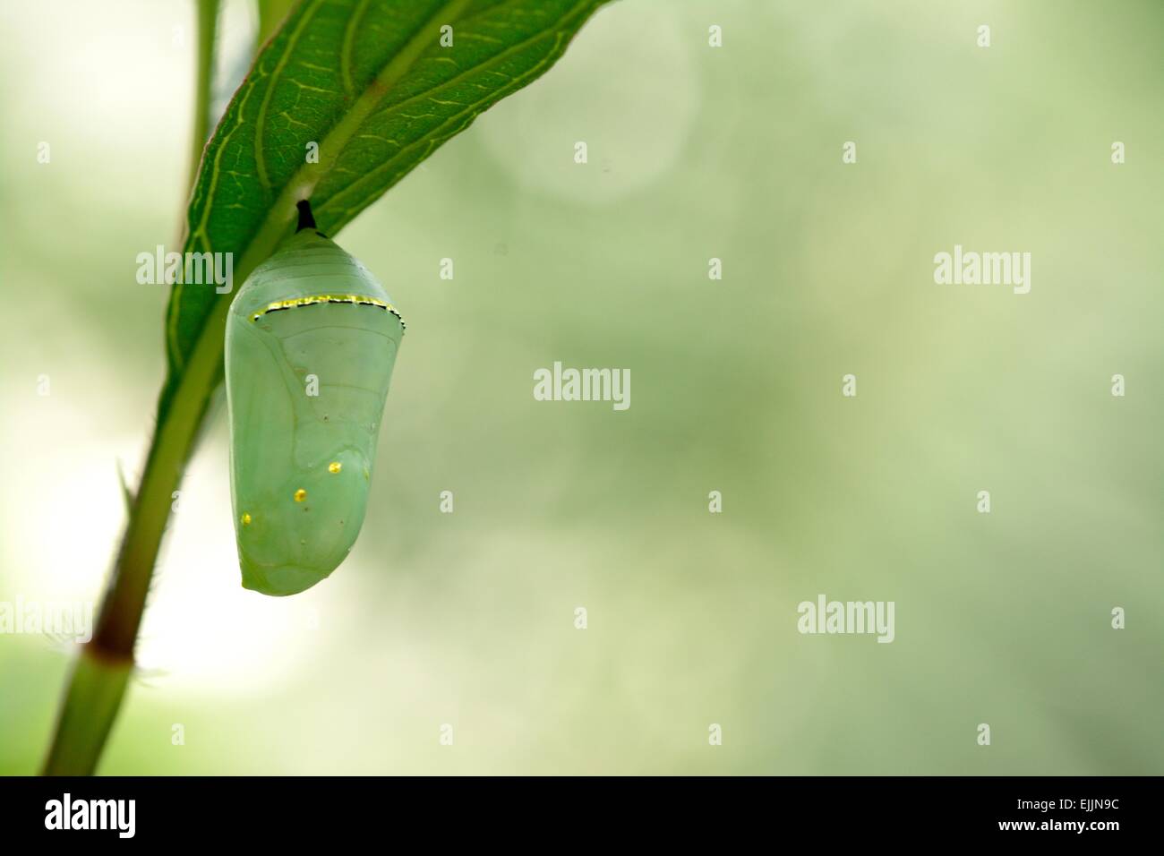 Papillon Chrysalide Banque d'image et photos - Alamy