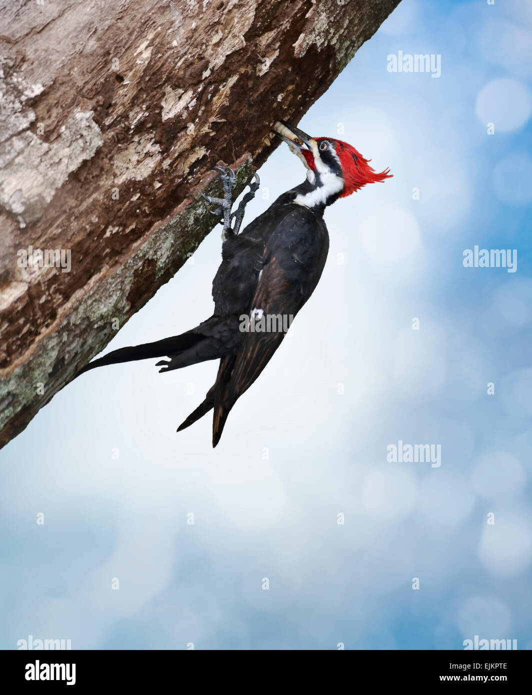 Bec de pic Banque de photographies et d’images à haute résolution - Alamy