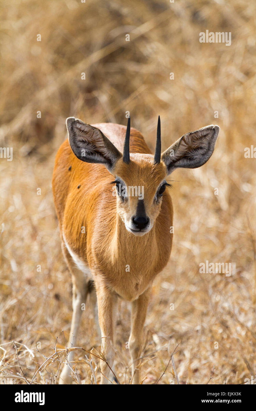 Duiker sylvicapra grimmia Banque de photographies et d’images à haute ...