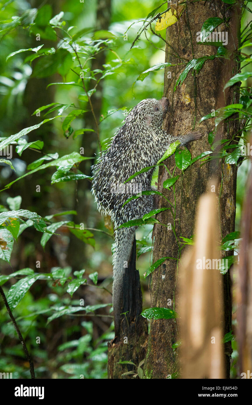 Coendou prehensilis porcupine (brésilien), Suriname Photo Stock - Alamy