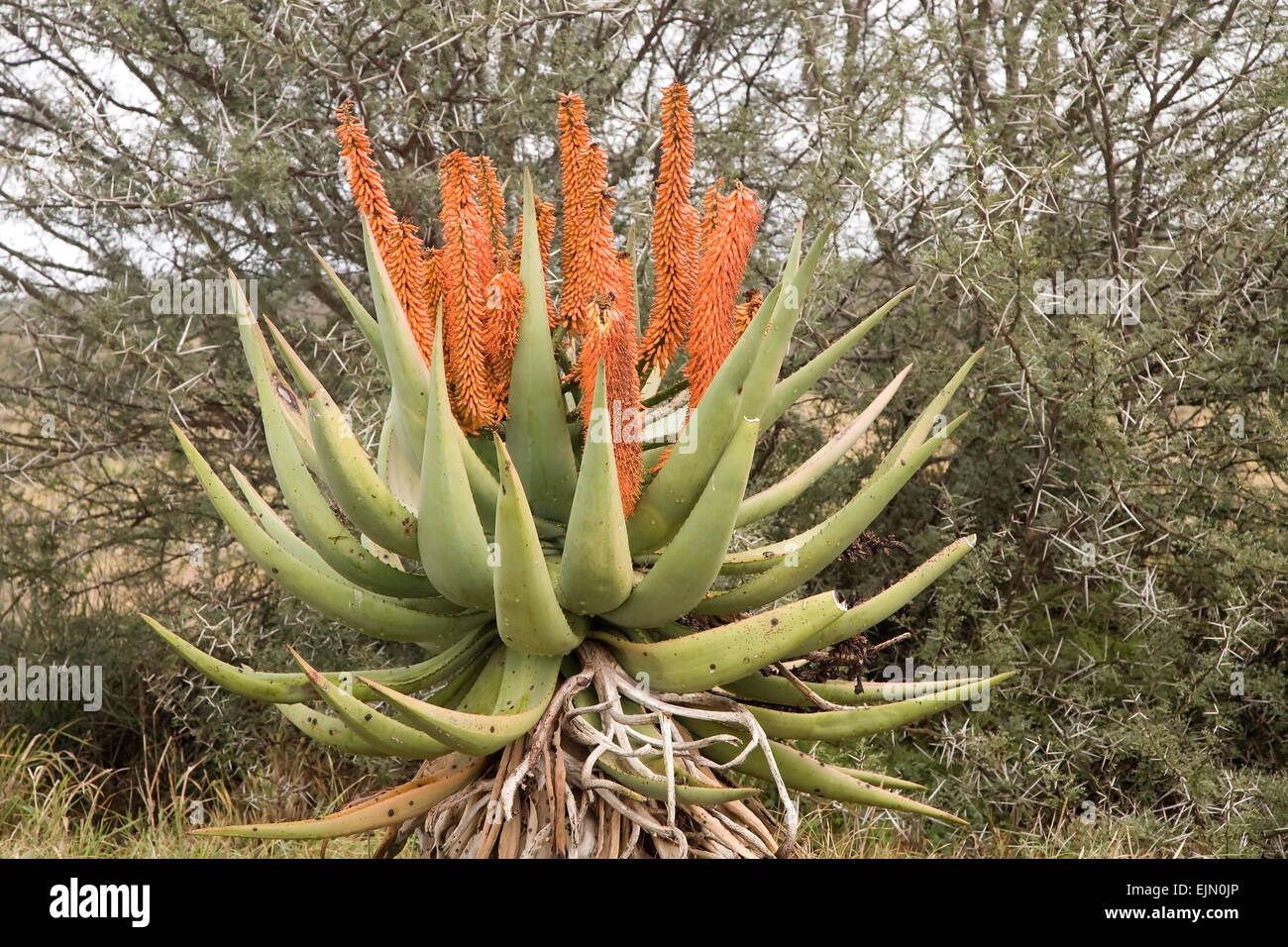 Cap aloe aloe ferox Banque de photographies et d’images à haute ...