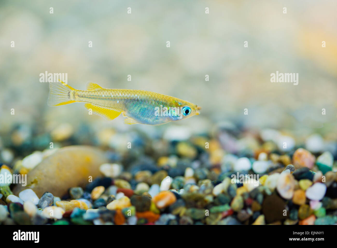 Poisson de riz japonais Banque de photographies et d’images à haute ...