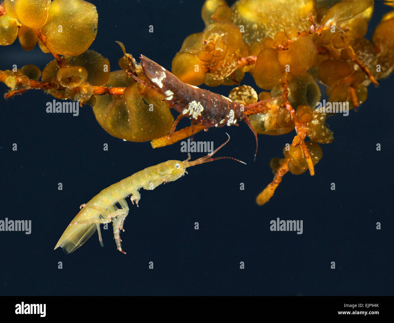 Isopod beach Banque de photographies et d’images à haute résolution - Alamy