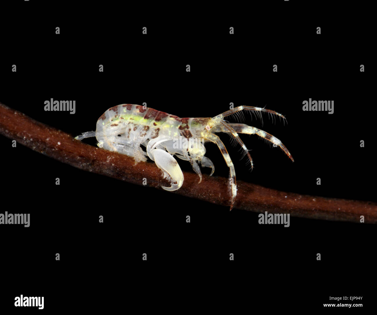 Amphipoda amphipod Banque de photographies et d’images à haute ...