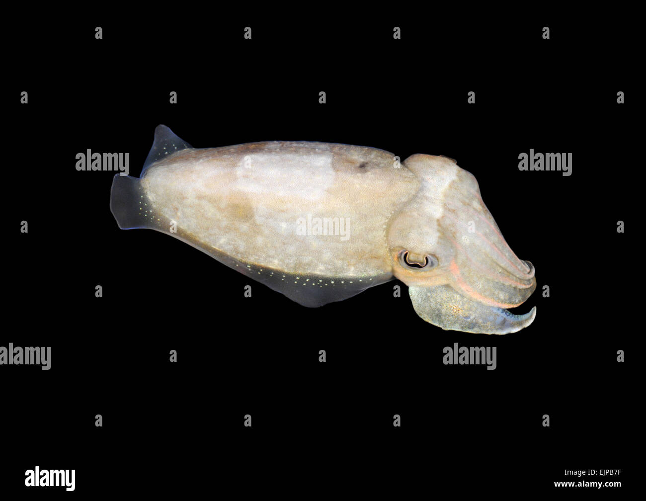 Common cuttlefish (sepia officinalis) Banque de photographies et d ...