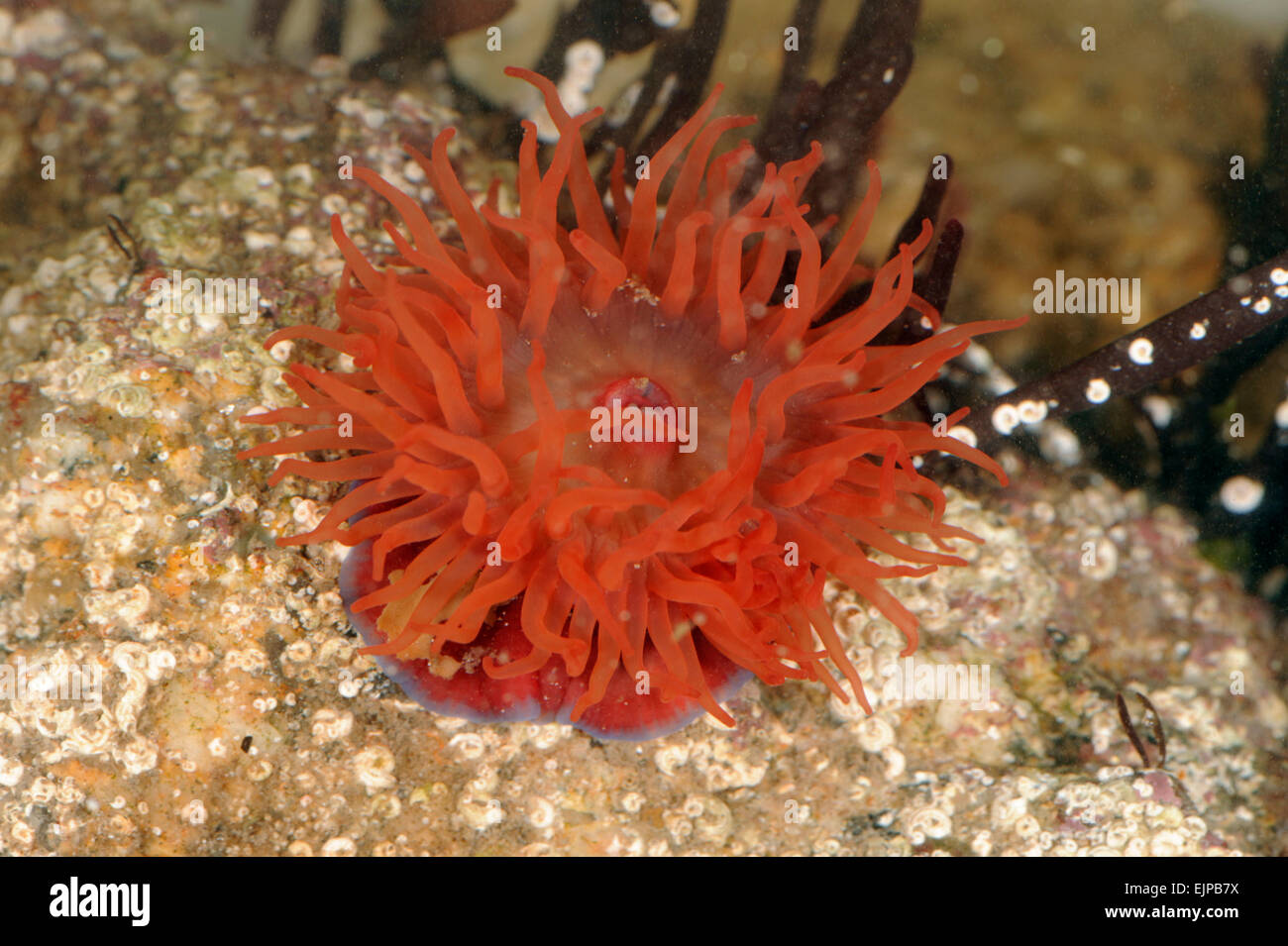 Actinia equina Banque de photographies et d’images à haute résolution ...