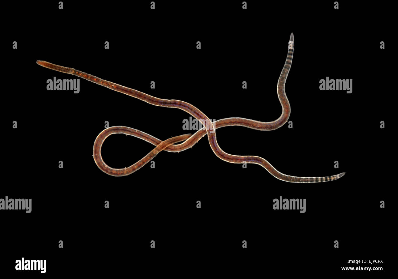 Tubifex worm Banque de photographies et d’images à haute résolution - Alamy