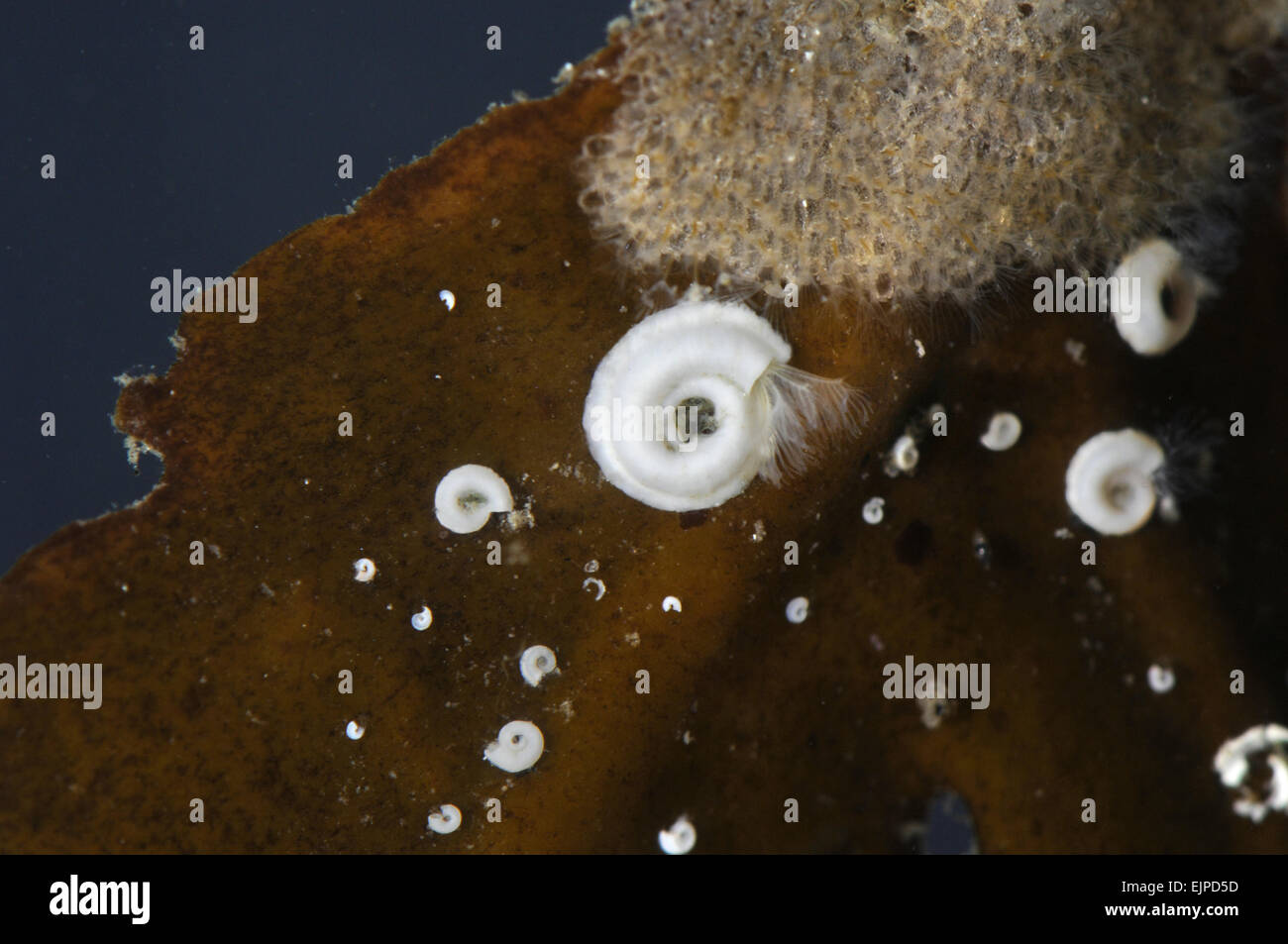 Polychaete tube worms Banque de photographies et d’images à haute ...