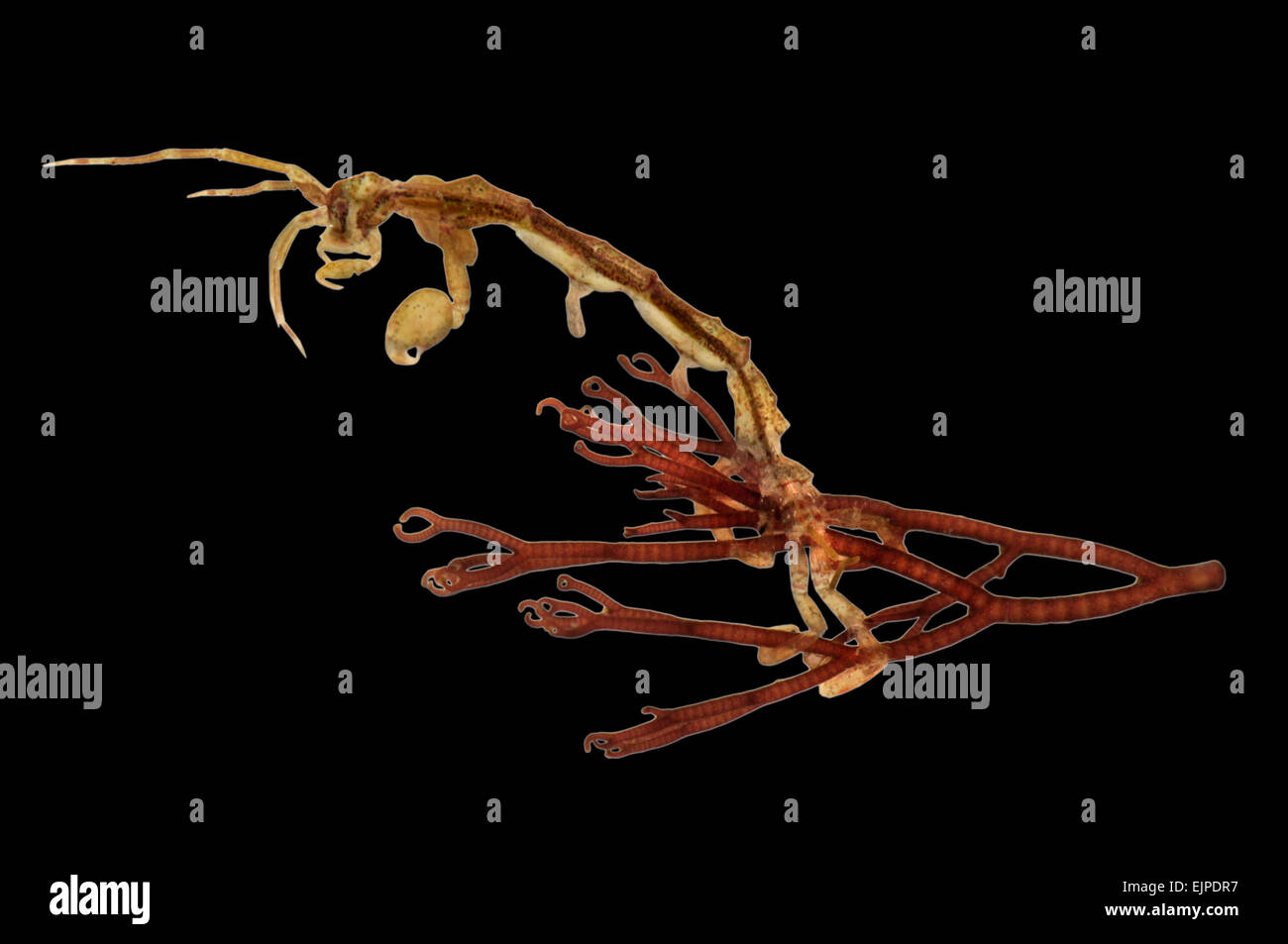 Caprella linearis sur Ceranium rubrum Photo Stock - Alamy