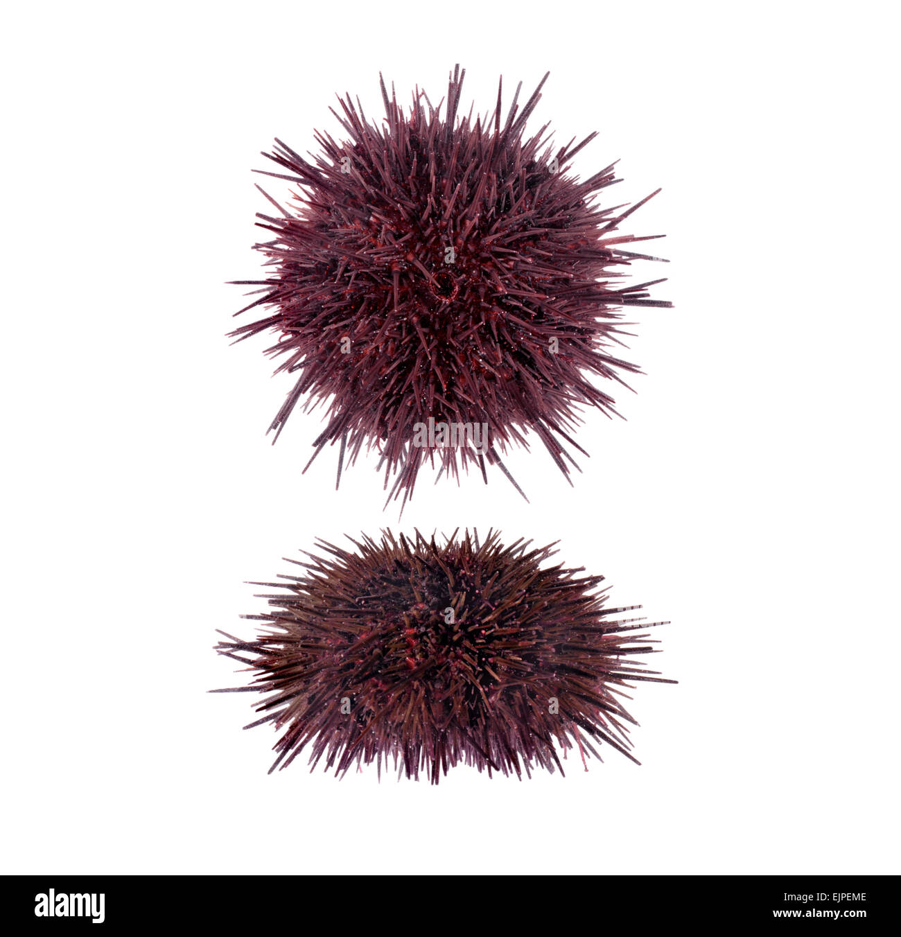 Oursin de plage Banque d'images détourées - Alamy