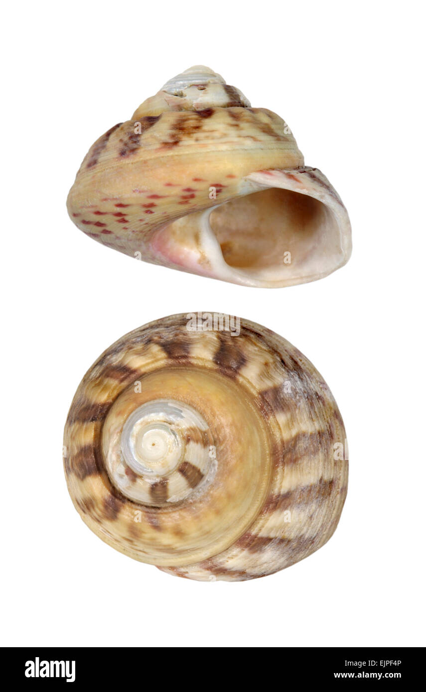 Turban shells Banque de photographies et d’images à haute résolution ...