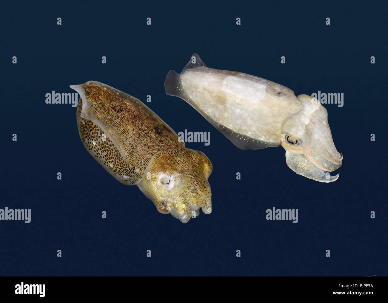 Common cuttlefish (sepia officinalis) Banque de photographies et d ...