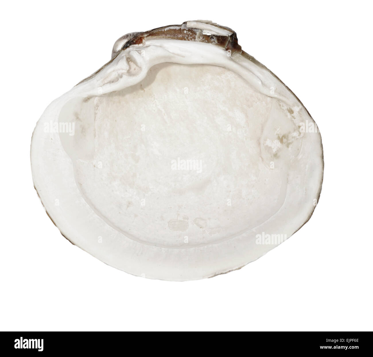 La cyprine Banque de photographies et d’images à haute résolution - Alamy