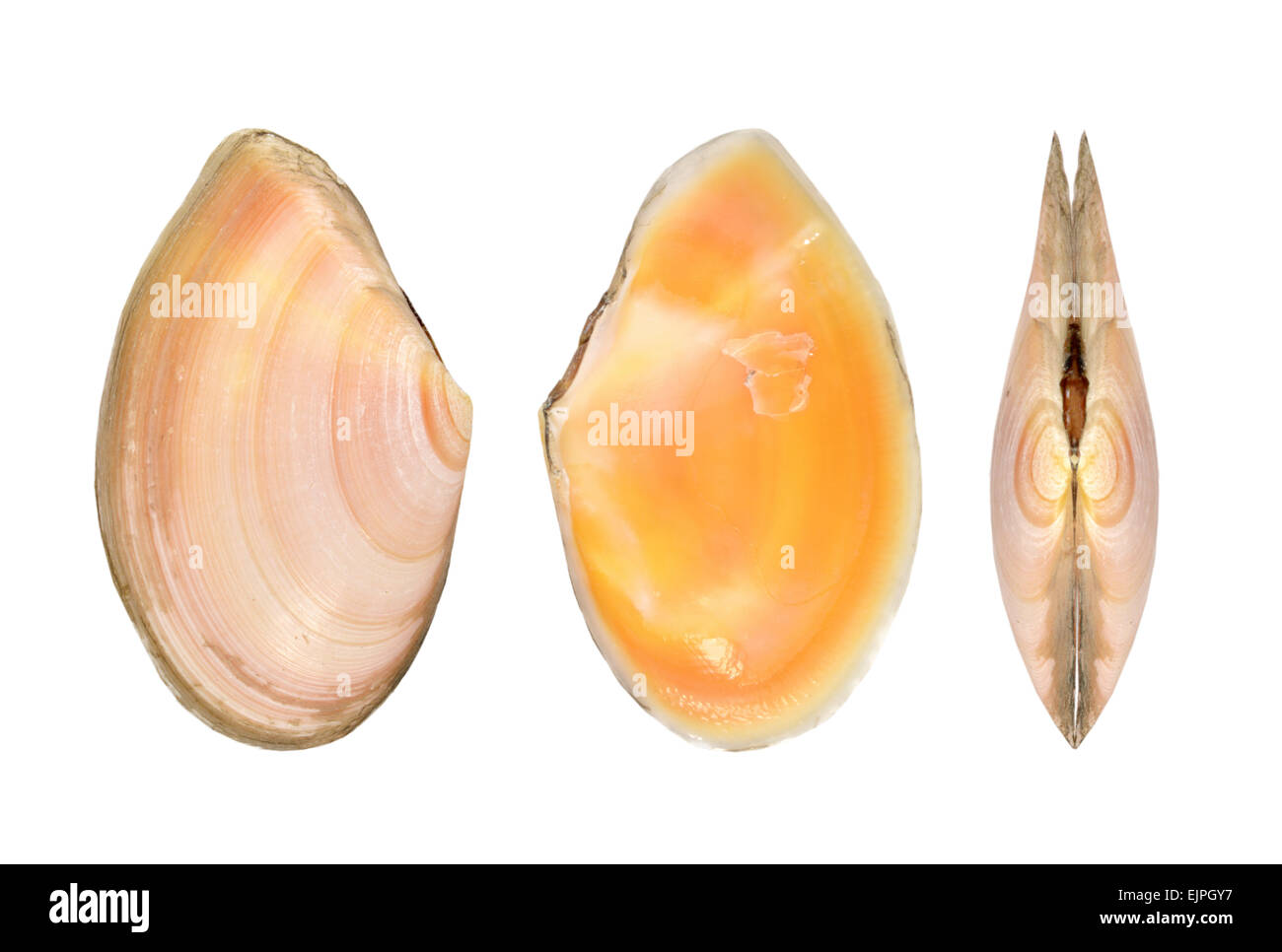 Marine bivalve Banque de photographies et d’images à haute résolution ...