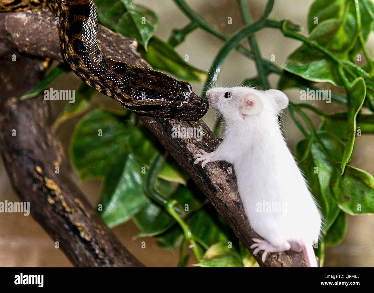 Serpent python Banque de photographies et d’images à haute résolution - Alamy