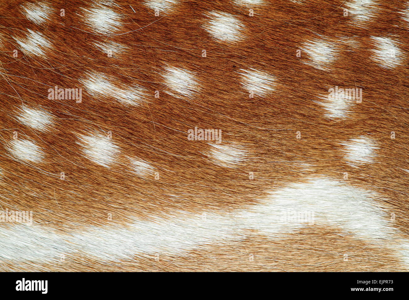 Deer fur texture background gray Banque de photographies et d’images à ...