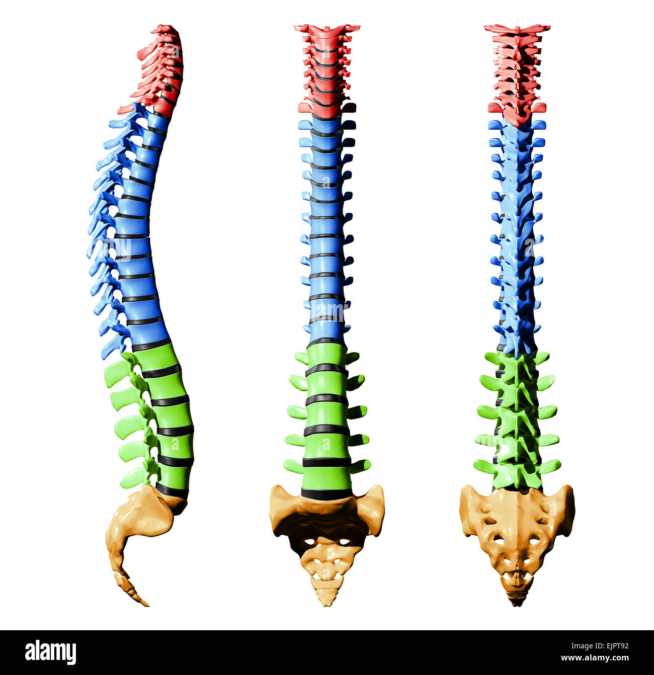 Colonne vertebrale anatomie dessin Banque de photographies et d’images ...