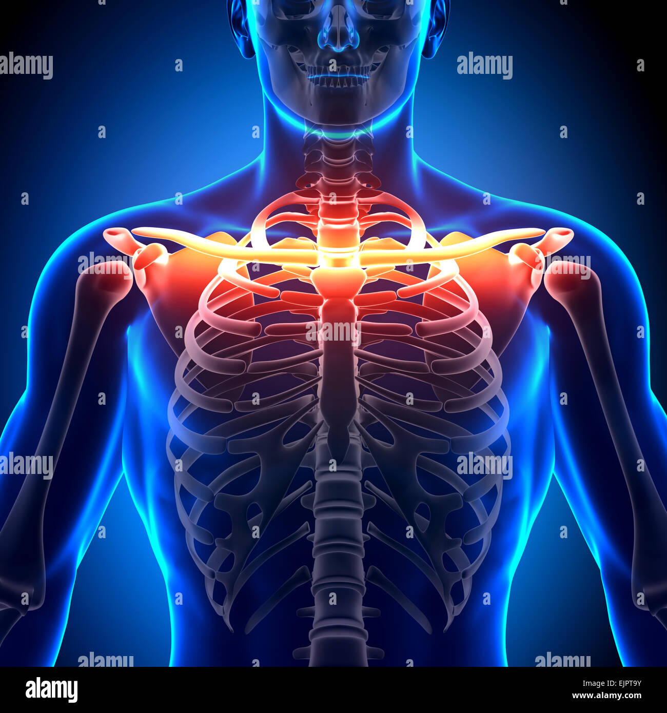 Anatomie de l'os de la clavicule mâle - Anatomie les os Photo Stock - Alamy