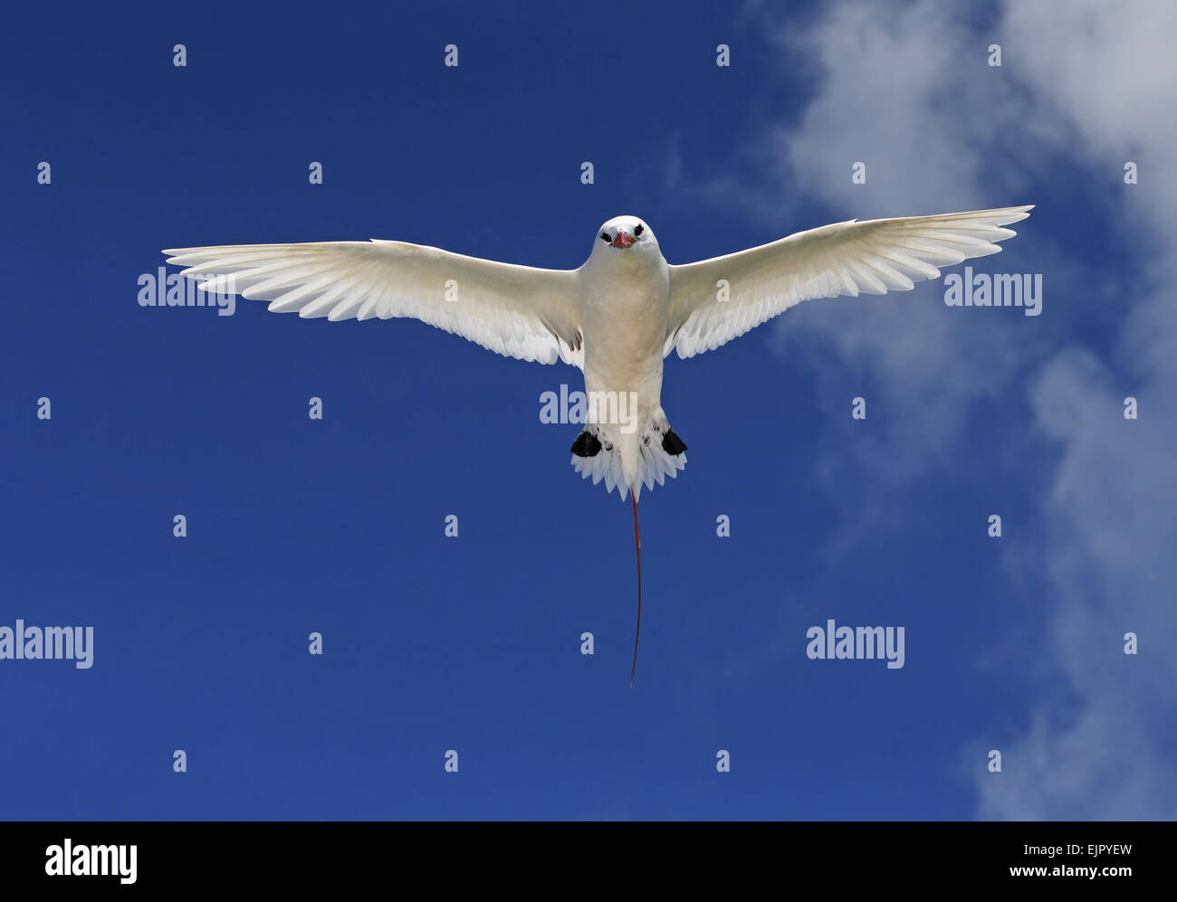 Atolls tuamotu Banque de photographies et d’images à haute résolution ...