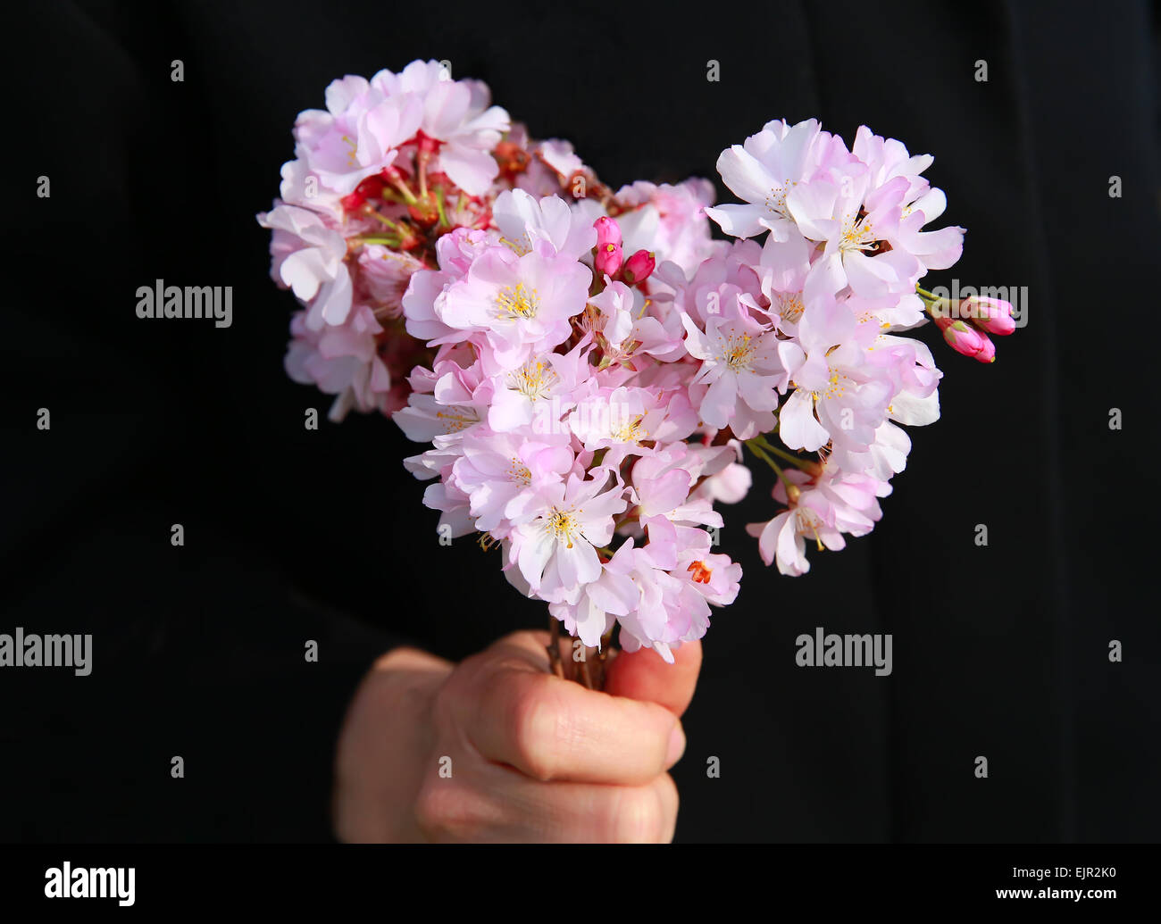 Bouquet en forme de cœur avec des fleurs de cherry blossom tree Photo ...
