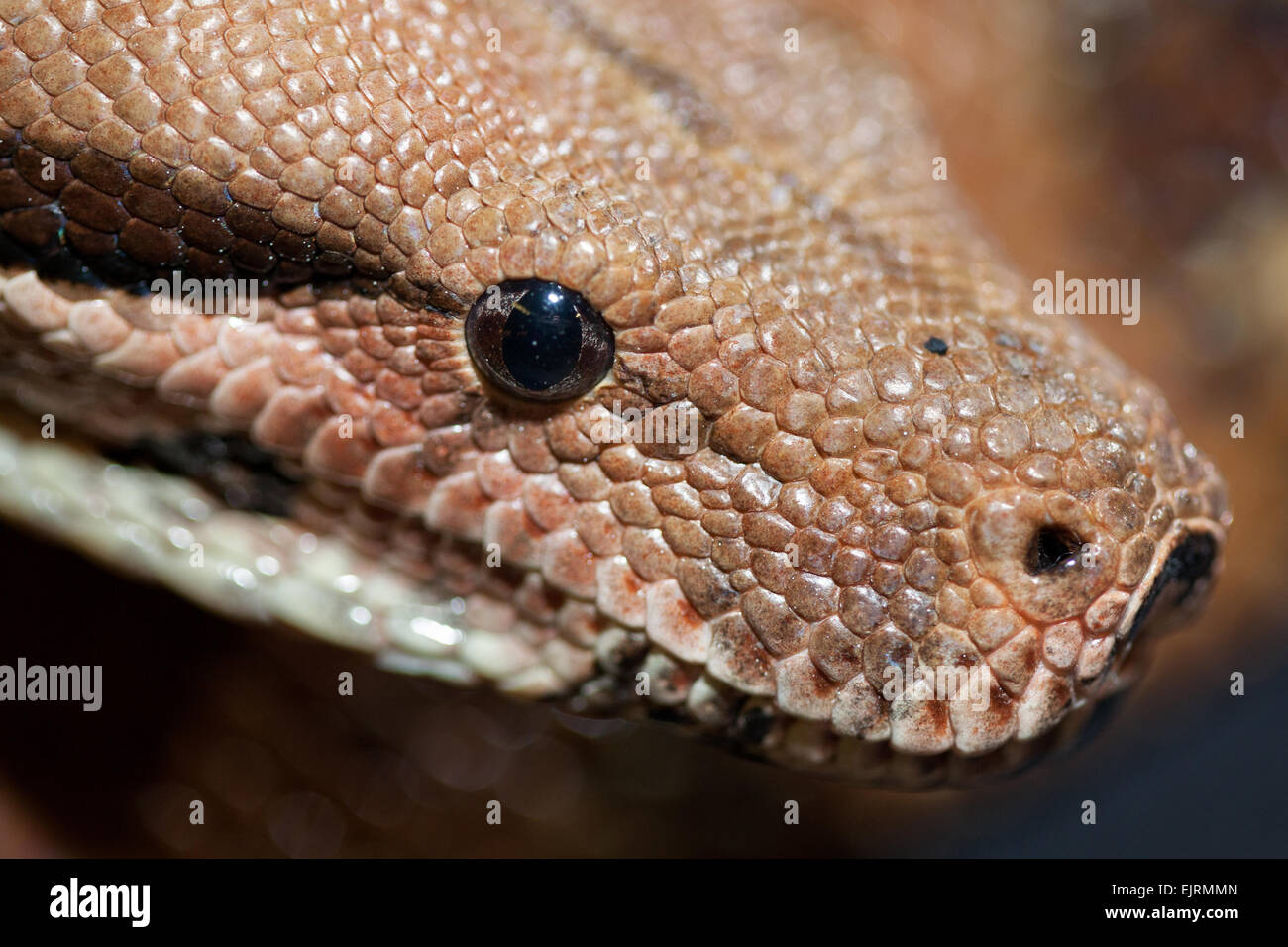 Python réticulé asiatique les plus longs serpents du monde manipulation ...