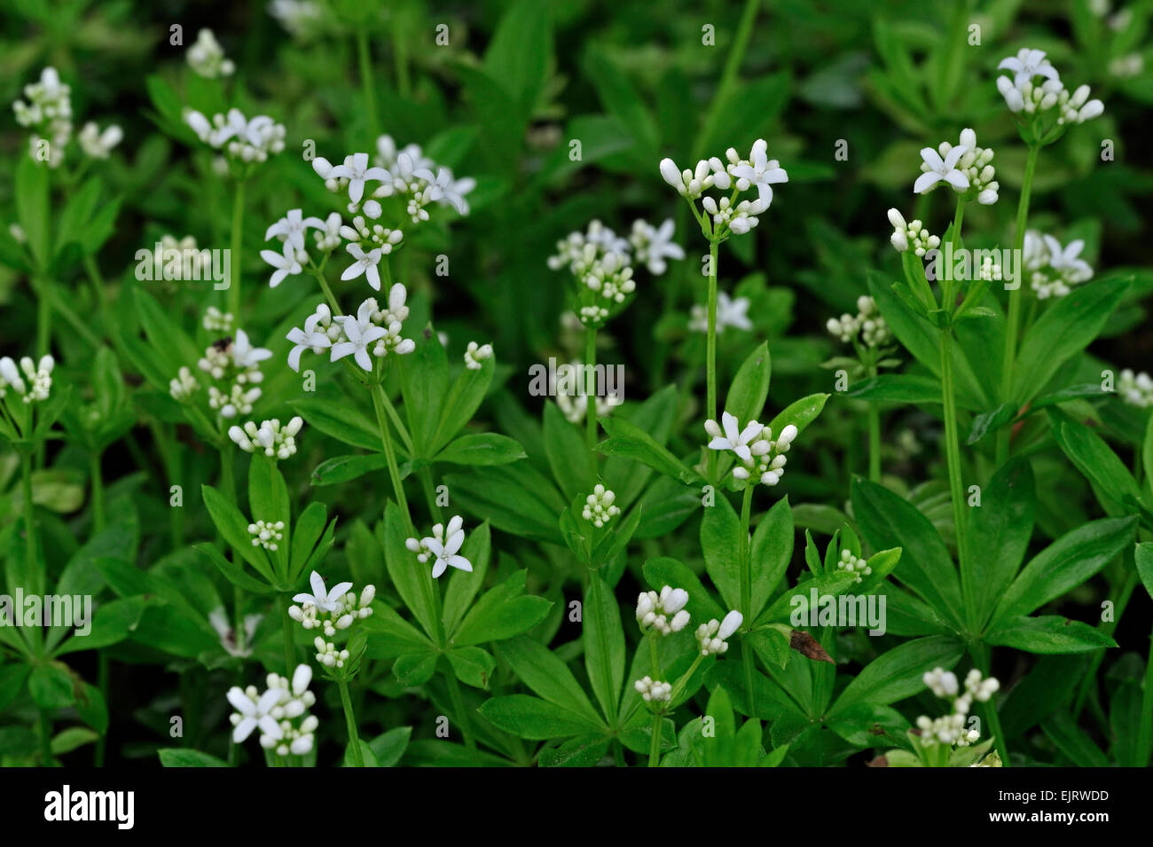 Asperula odorata Banque de photographies et d’images à haute résolution ...