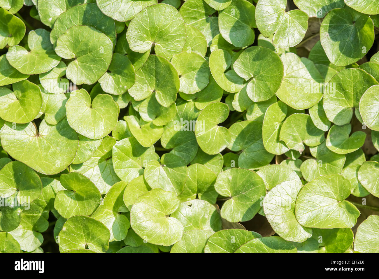 Feuilles texture Banque de photographies et d’images à haute résolution ...