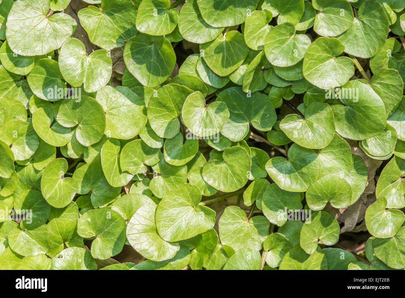 Leaves texture Banque de photographies et d’images à haute résolution ...