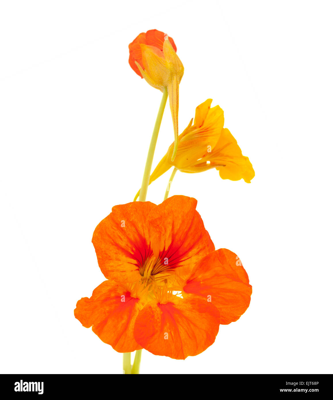 Indian cress tropaeolum majus Banque d'images détourées - Alamy