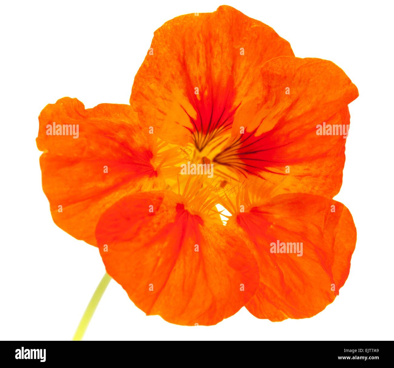 Indian cress tropaeolum majus Banque d'images détourées - Alamy
