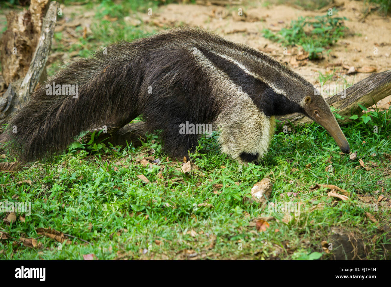 Tamanoir Myrmecophaga tridactyla), géant, le Suriname, l'Amérique du ...