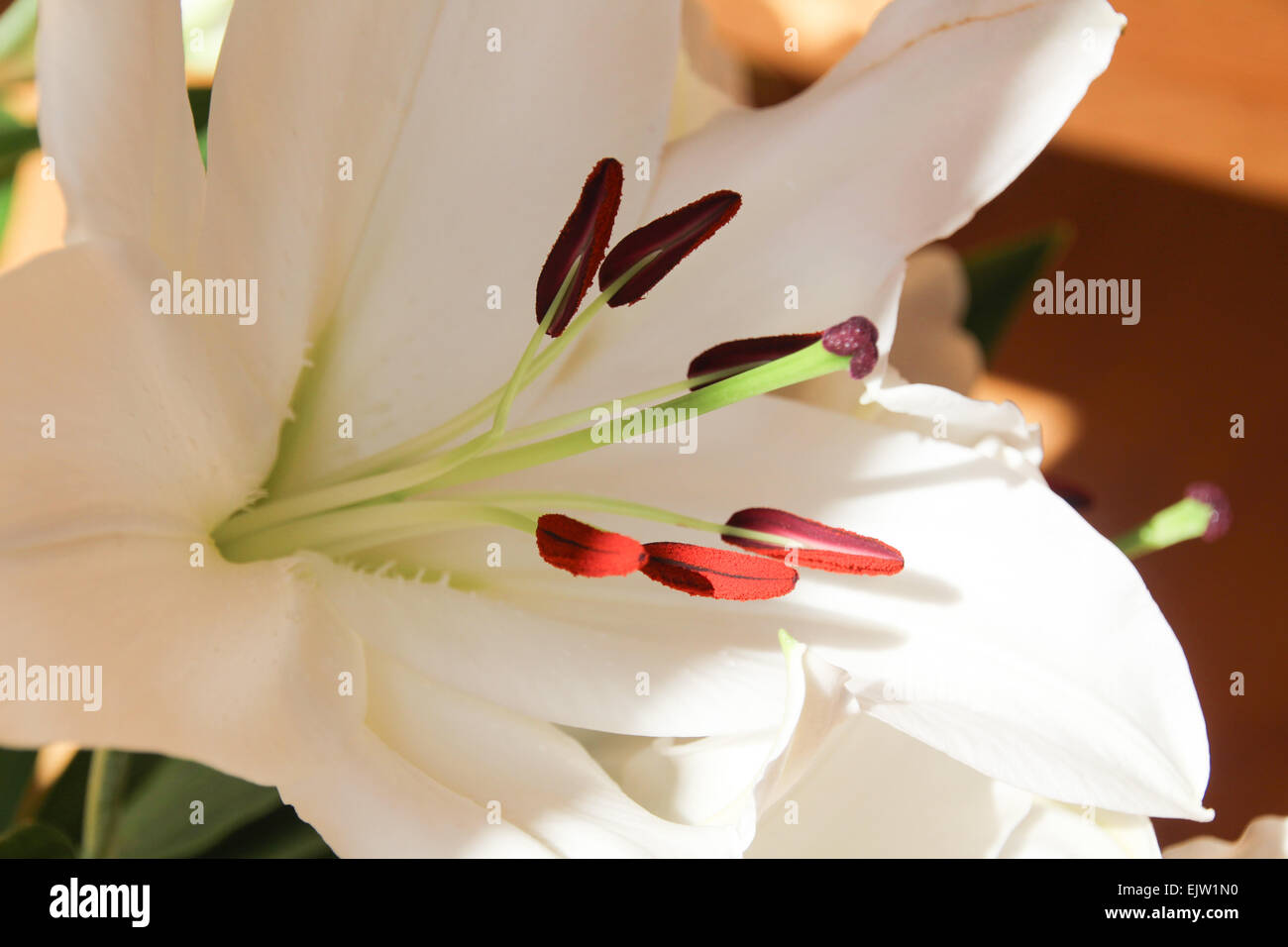 Pollen sur anthère lis Banque de photographies et d’images à haute résolution - Alamy