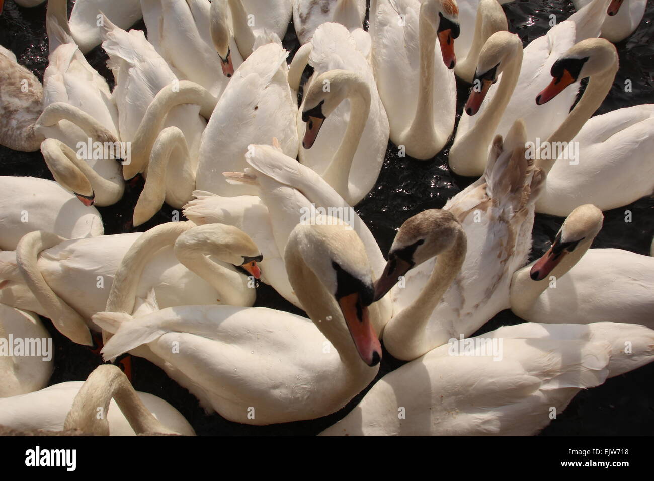 Les cygnes affluent Banque de photographies et d’images à haute résolution - Alamy
