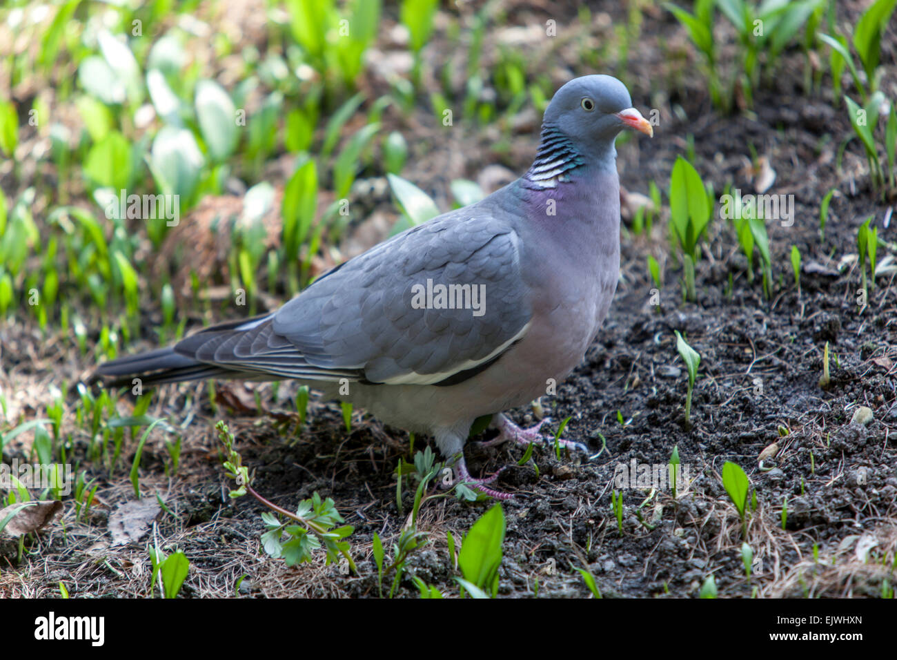 Pigeon ramier Banque de photographies et d’images à haute résolution ...