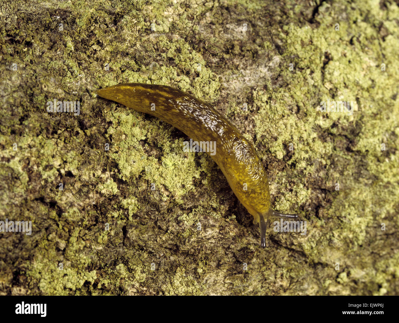 Limax flavus Banque de photographies et d’images à haute résolution - Alamy