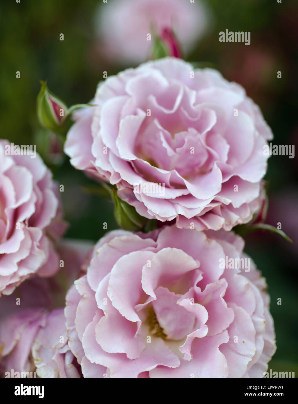 Rose hansa Banque de photographies et d’images à haute résolution - Alamy