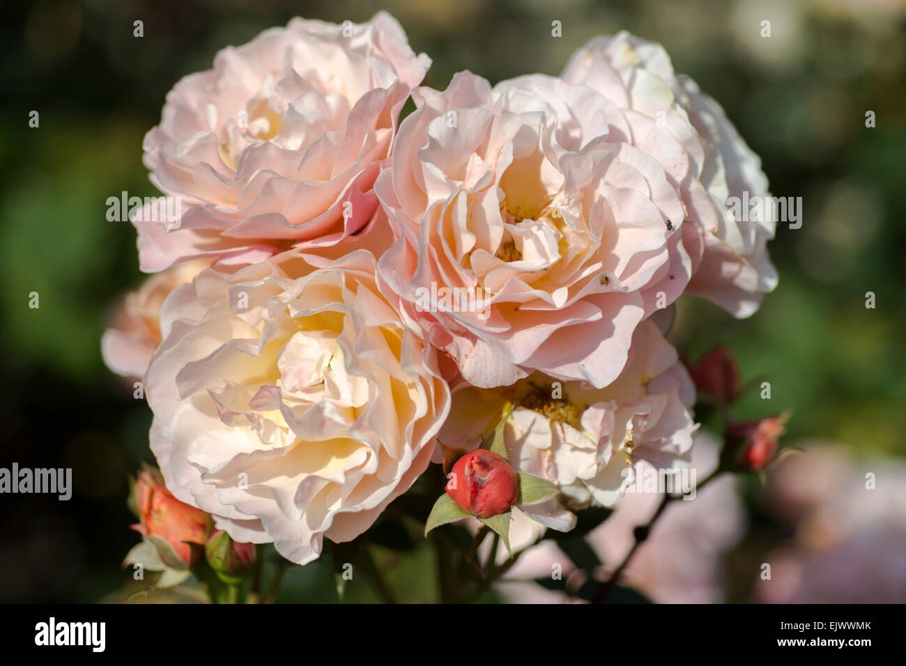 Marie curie rose Banque de photographies et d’images à haute résolution ...
