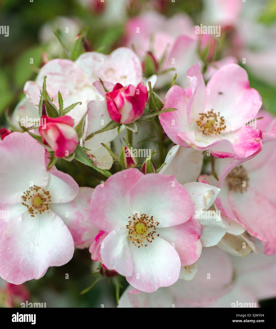 Rush rose Banque de photographies et d’images à haute résolution - Alamy