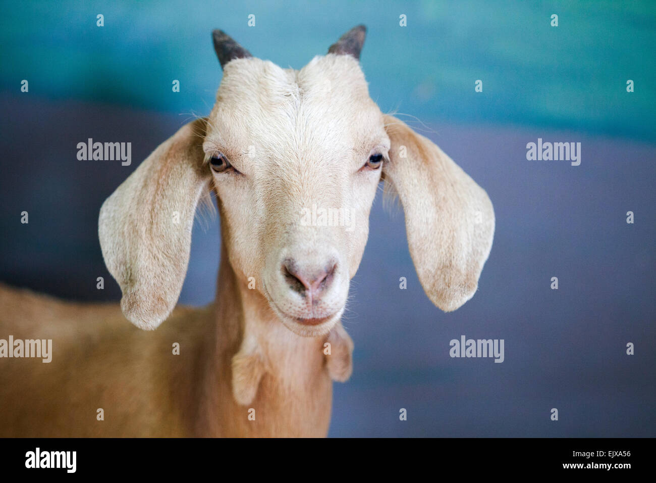 Visage de chèvre Banque de photographies et d’images à haute résolution ...