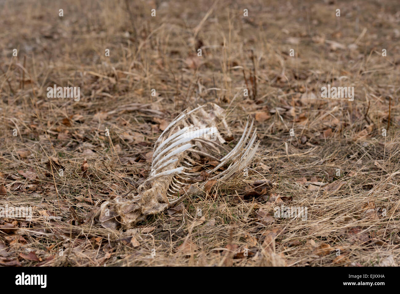 Deer skeleton Banque de photographies et d’images à haute résolution - Alamy