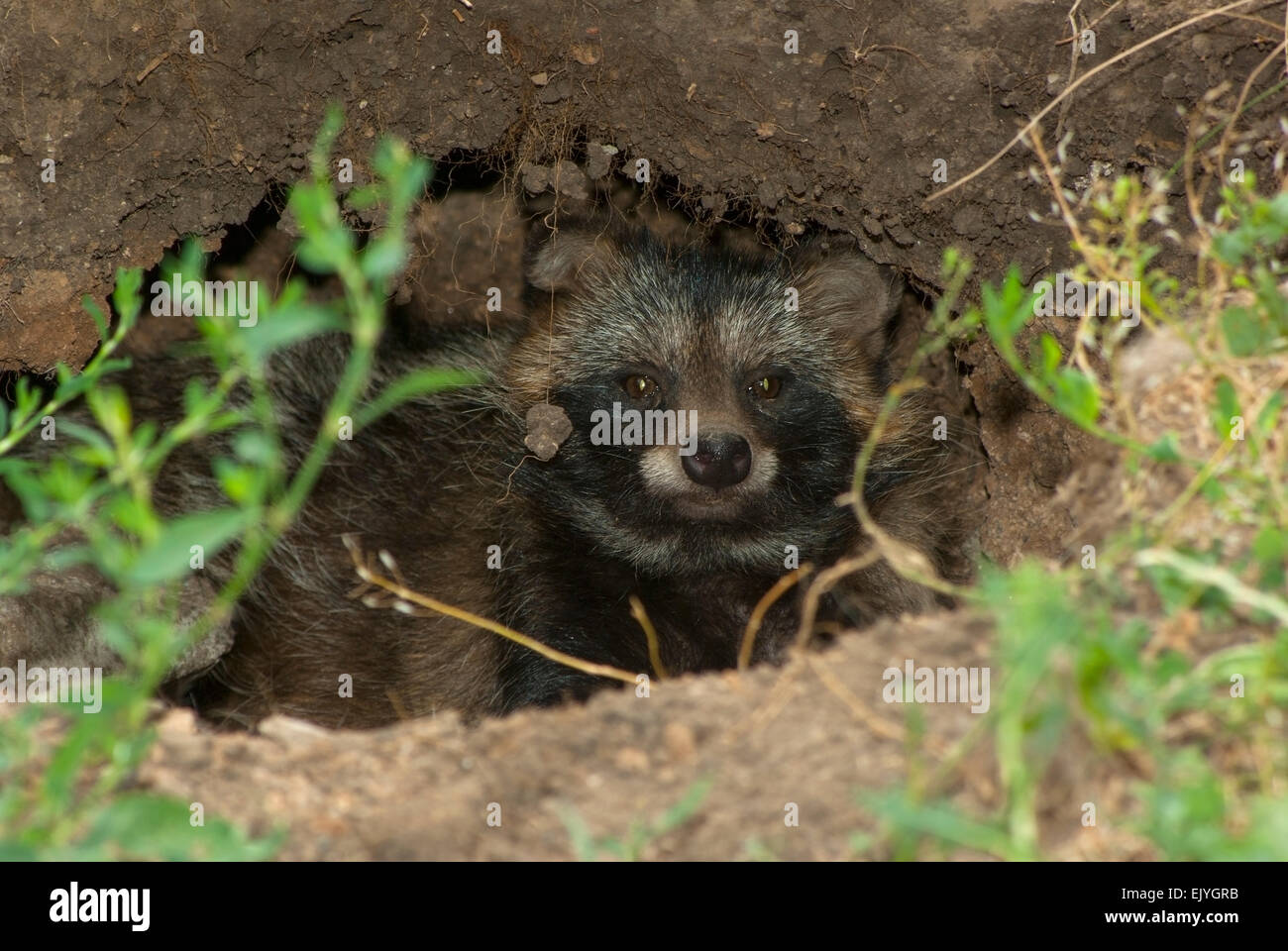 Le chien viverrin (Nyctereutes procyonoides)..Europe.L'Ukraine.Région ...